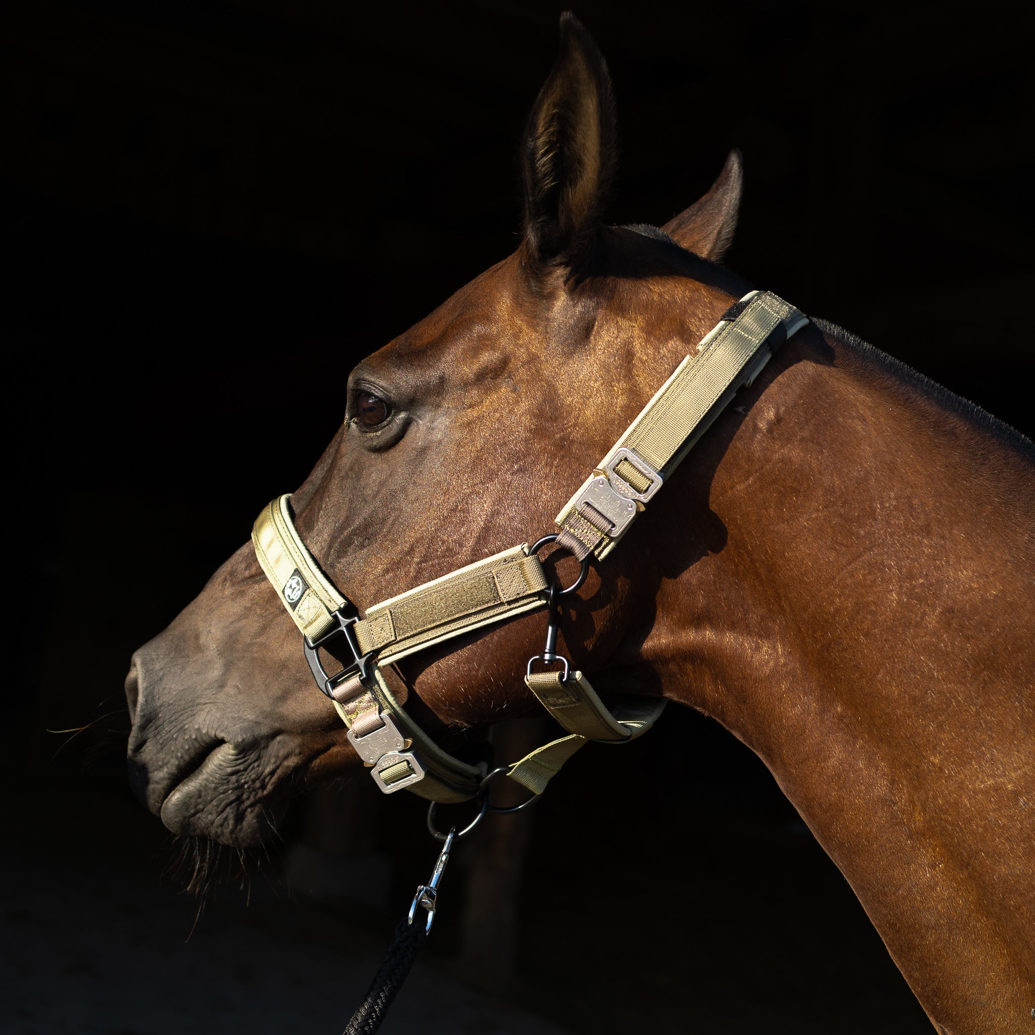 Wide padded halter in camouflage pattern as polo halter with Cobra buckles – Charlotte's Choice ...
