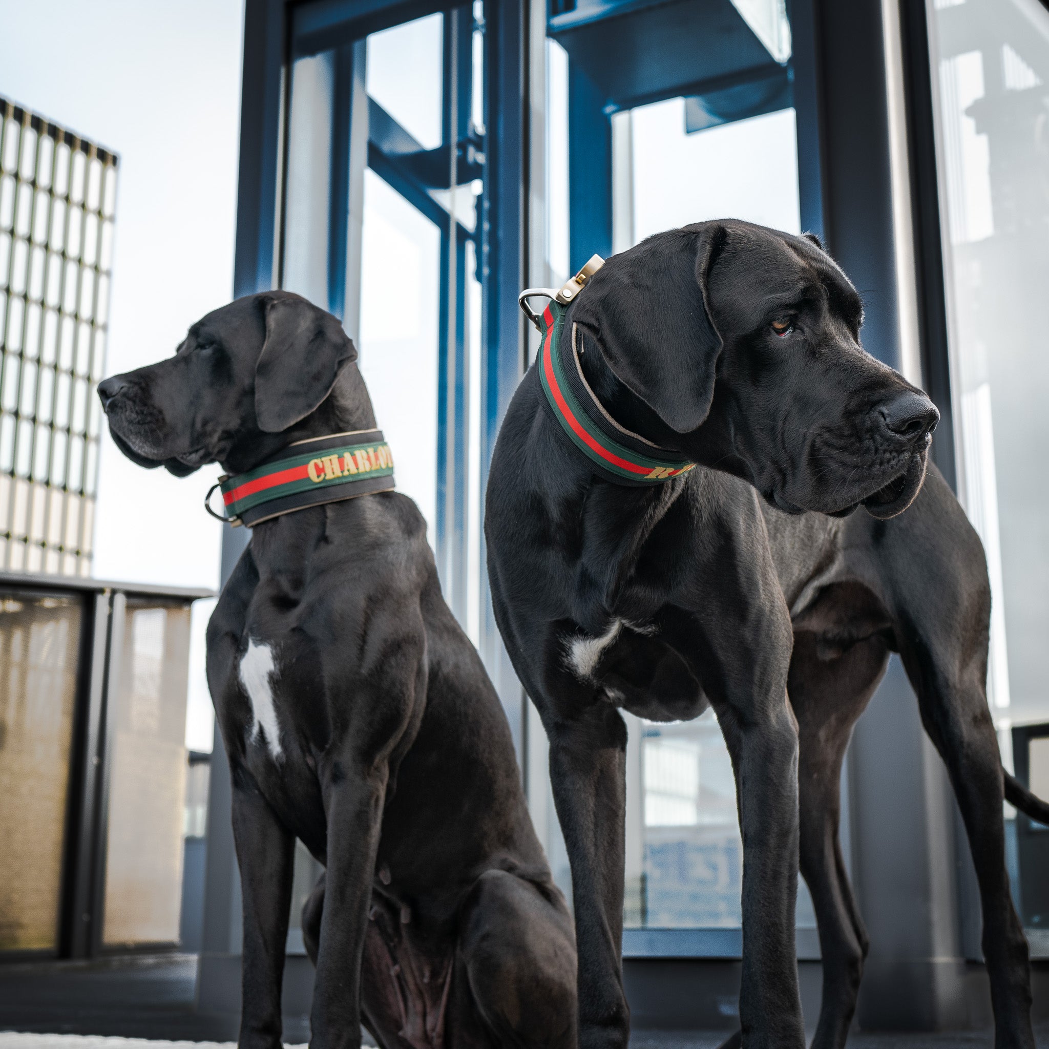 Charlotte’s Choice - robust dog collars only for large dogs – Charlotte ...